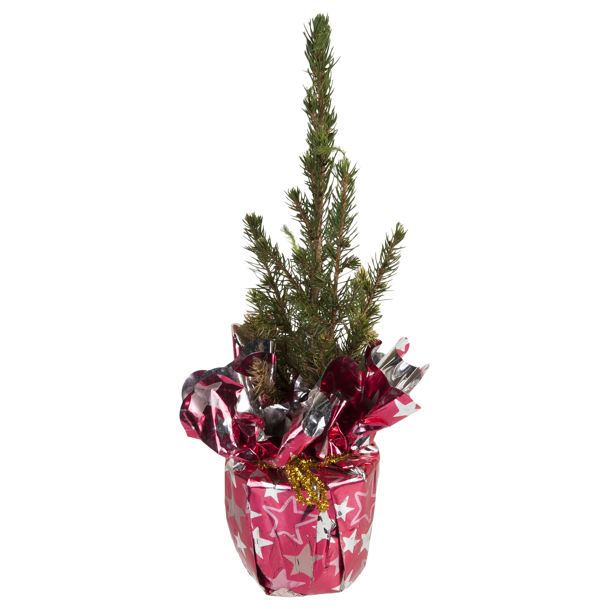 Ель «Глауконика», фольга, серебро, 9х45-50 см ️ купить по цене 908 ₽/шт ...