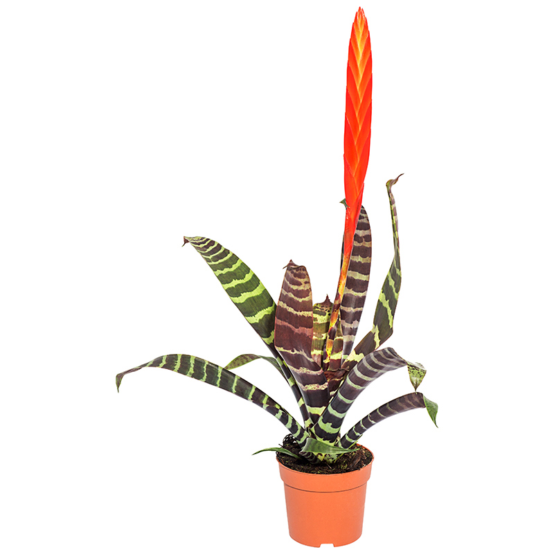 Врезия Сплленриет D9 H45-50 ️ купить по цене 874 ₽ в Ростове-на-Дону с ...