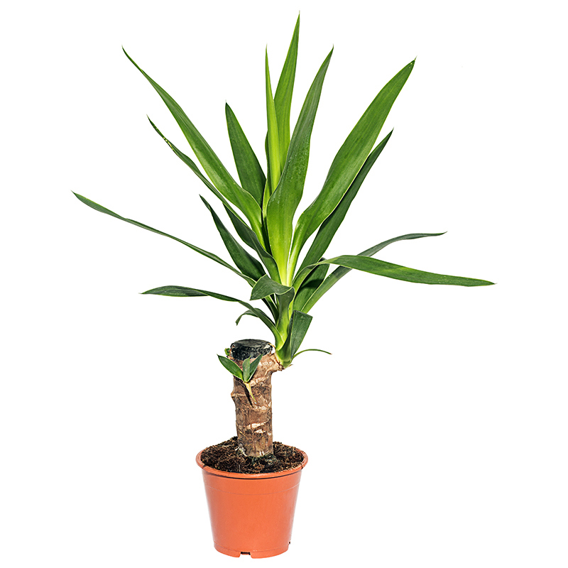 Юкка Штамп 11x55 см ️ купить по цене 1 888 ₽ в Москве с доставкой в ...