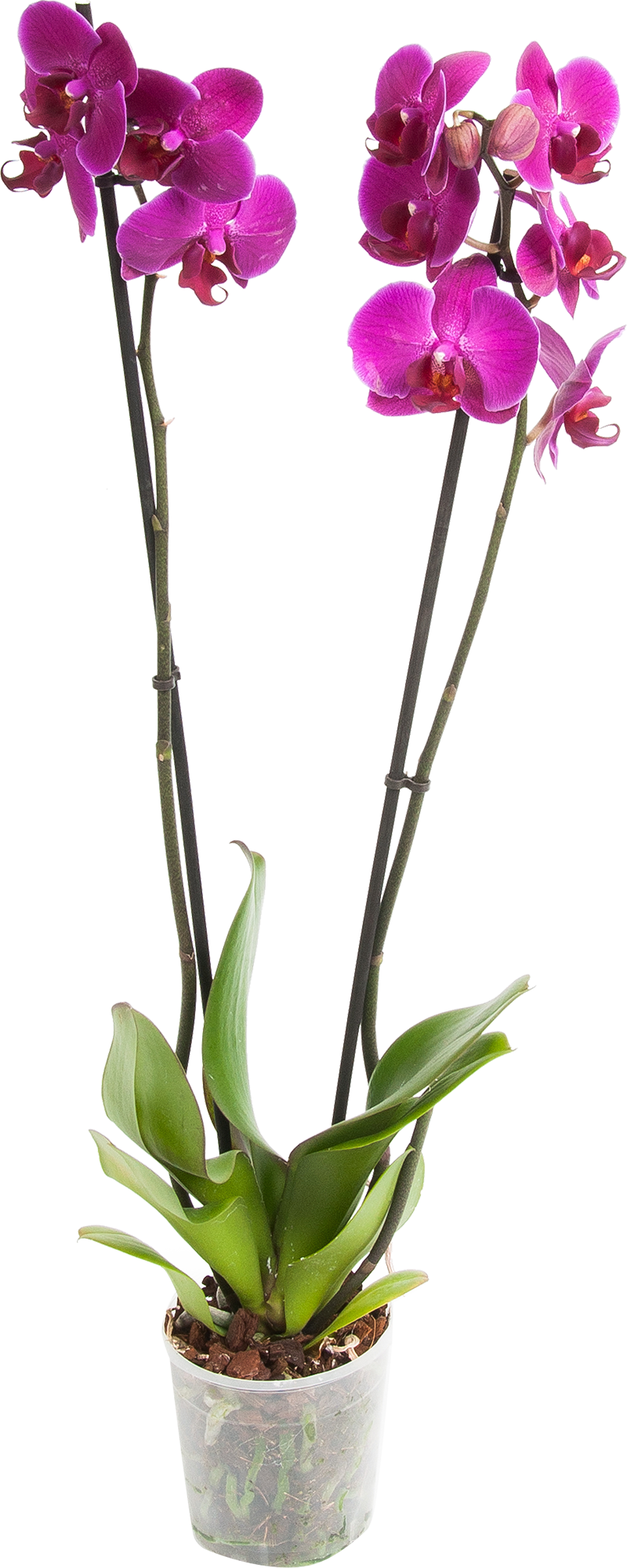 Орхидея Фаленопсис микс 2 стебля ø12 h60 см Центр букетов ️ купить по ...