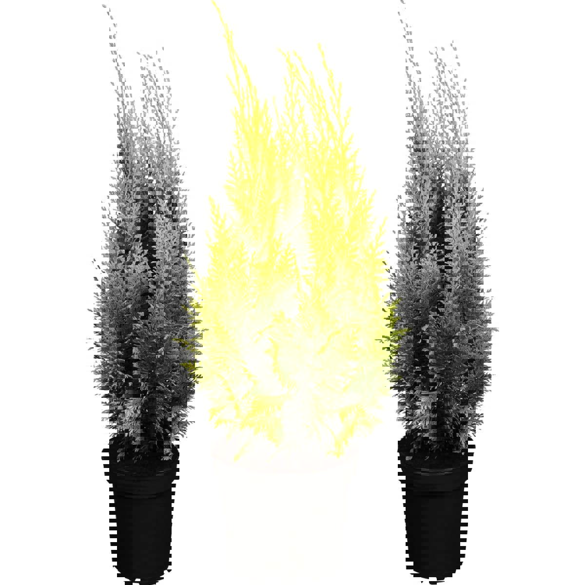 Кипарисовик лавсона Ивонне ø9 h20 см ️ купить по цене 190 ₽/шт. в Санкт ...