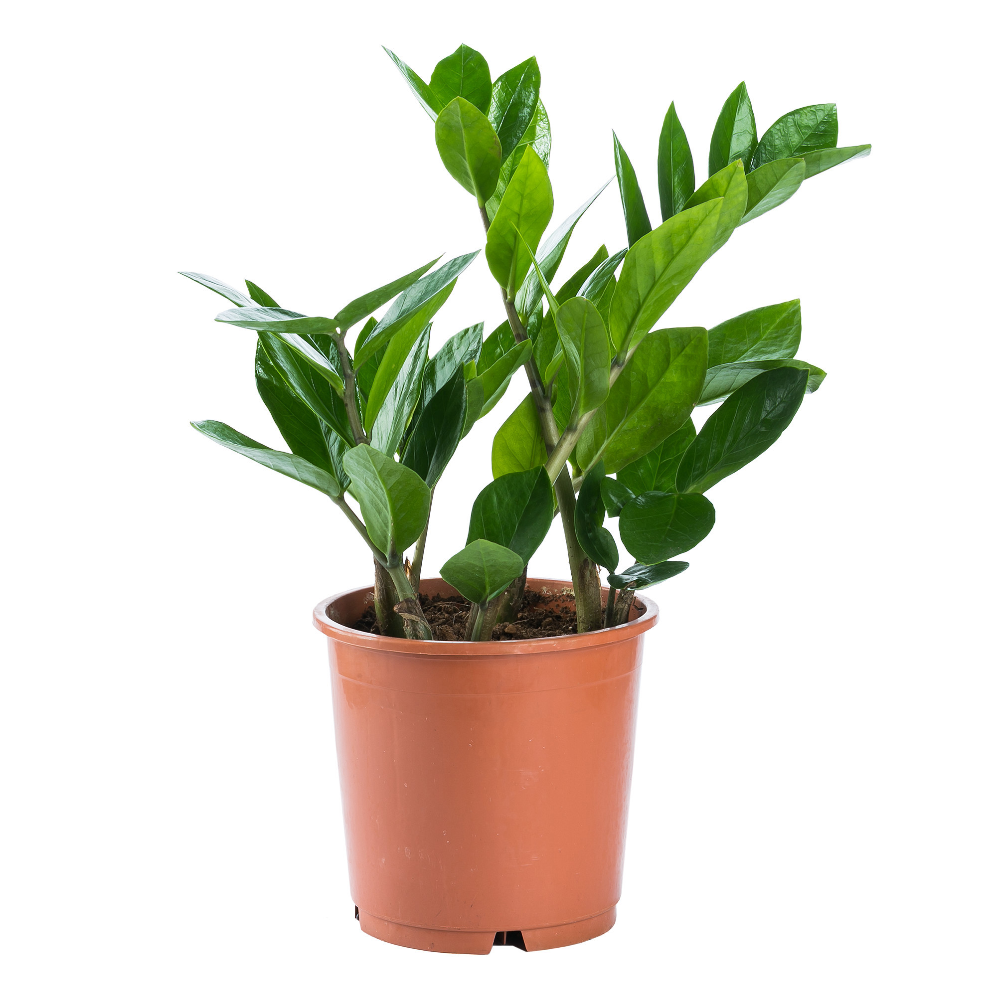 Замиокулькас ø12 h45 см ️ купить по цене 1794 ₽/шт. в Владивостоке с ...