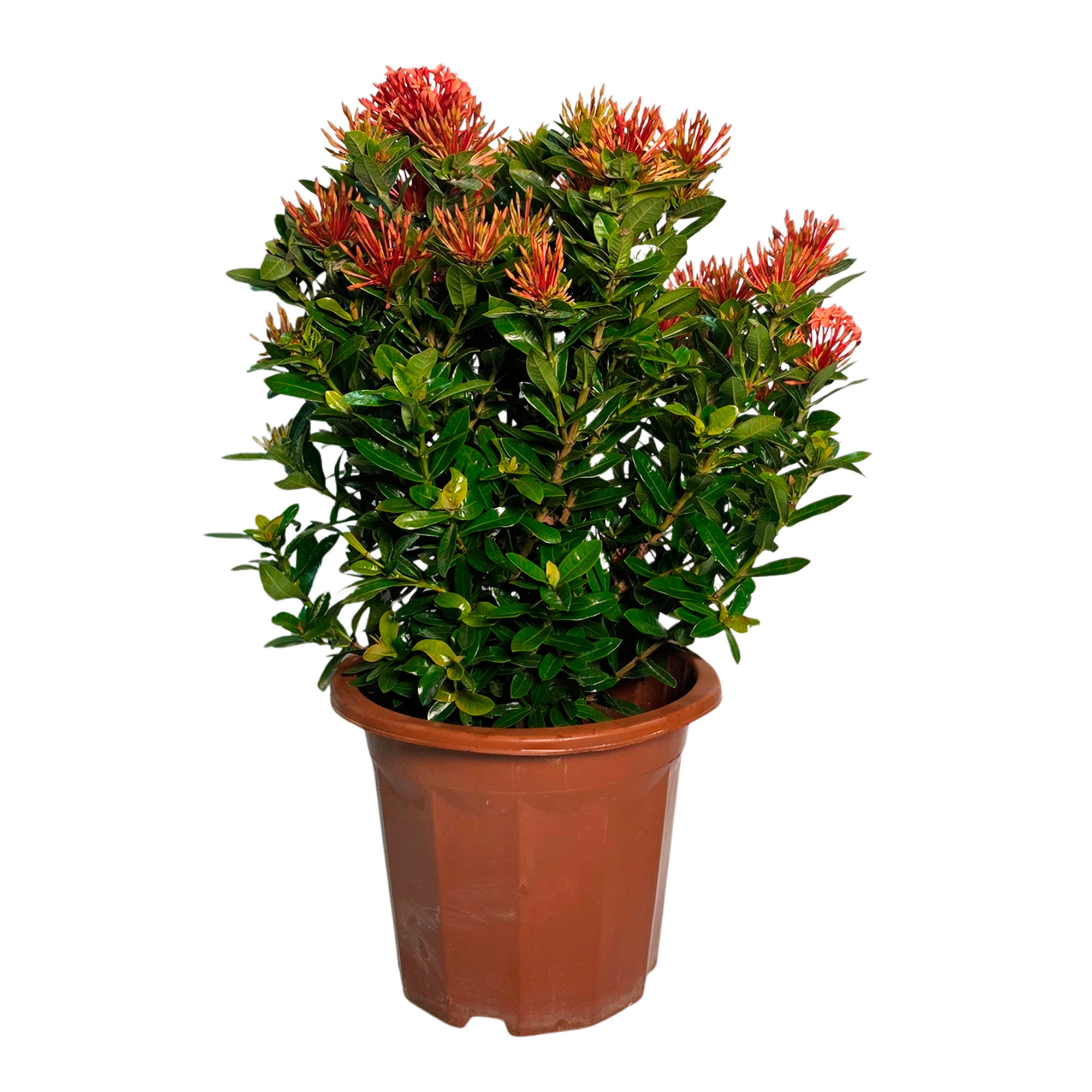 Иксора ø23 h40 см ️ купить по цене 1 830 ₽ в Курске с доставкой в ...